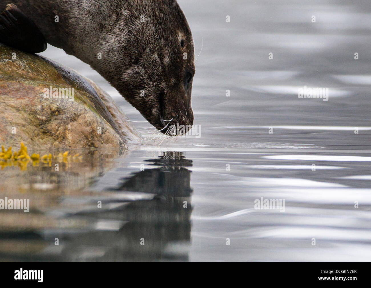 Seal reflections hi-res stock photography and images - Alamy