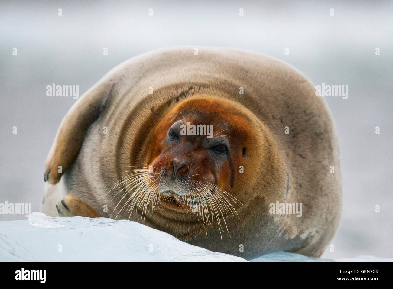 Fat seal hi-res stock photography and images - Alamy