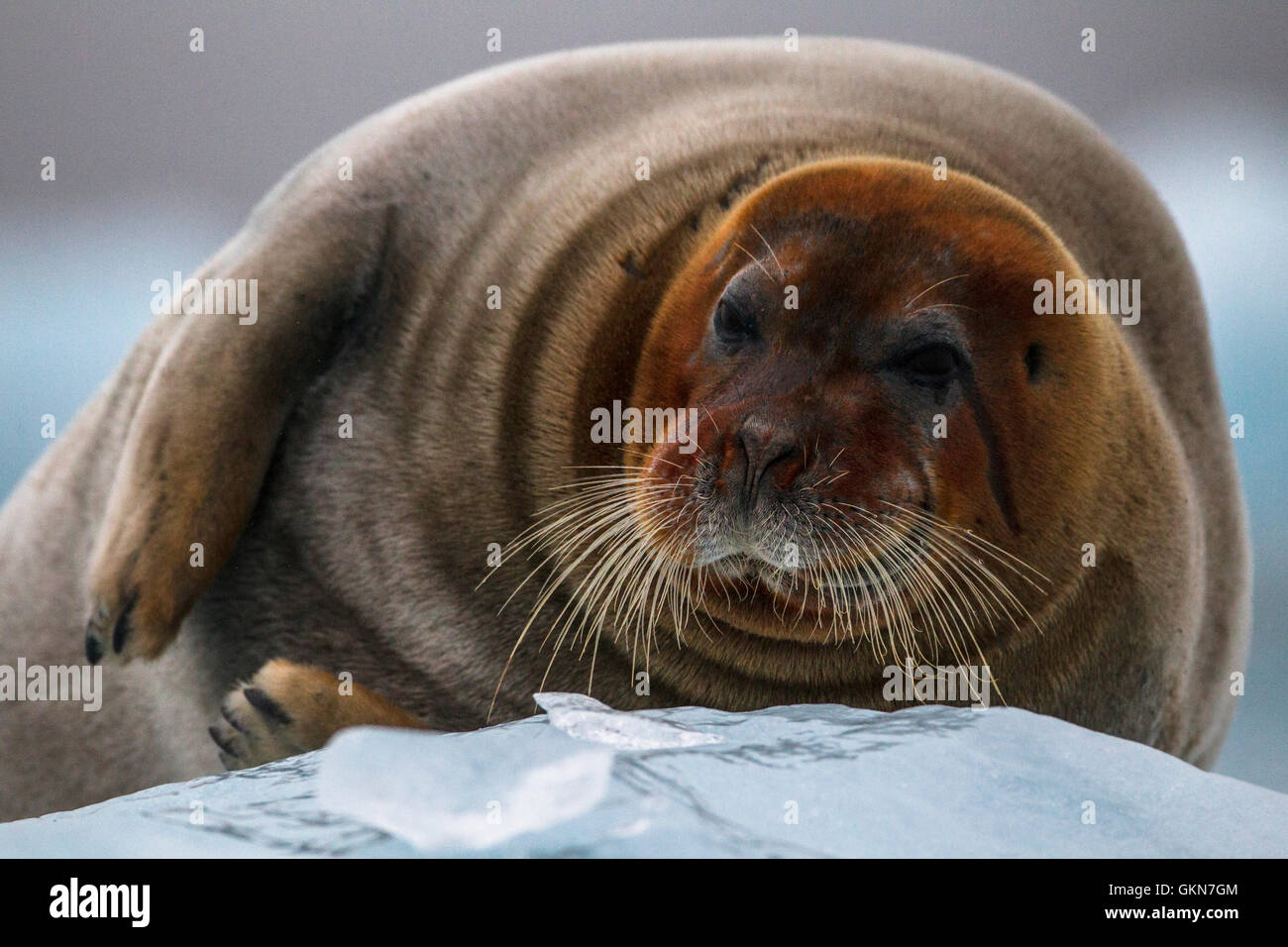 Bearded Seal on the ice at Kings Bay, Svalbard Stock Photo - Alamy