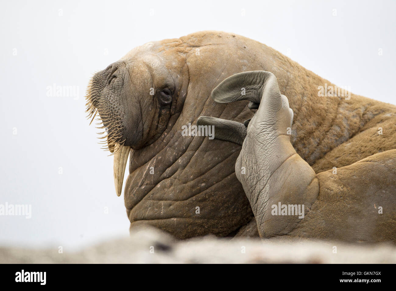 Walrus flipper hi-res stock photography and images - Alamy