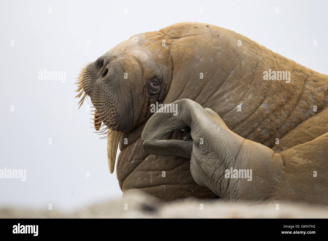 Walrus flipper hi-res stock photography and images - Alamy