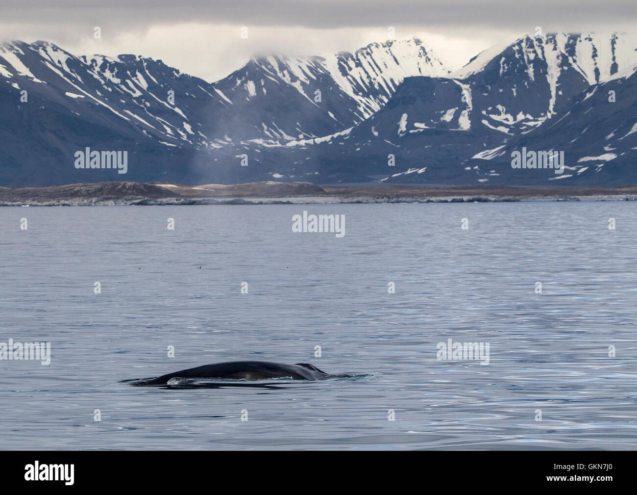 Blue Whales in the waters of Svalbard. Arctic Norway Stock Photo - Alamy