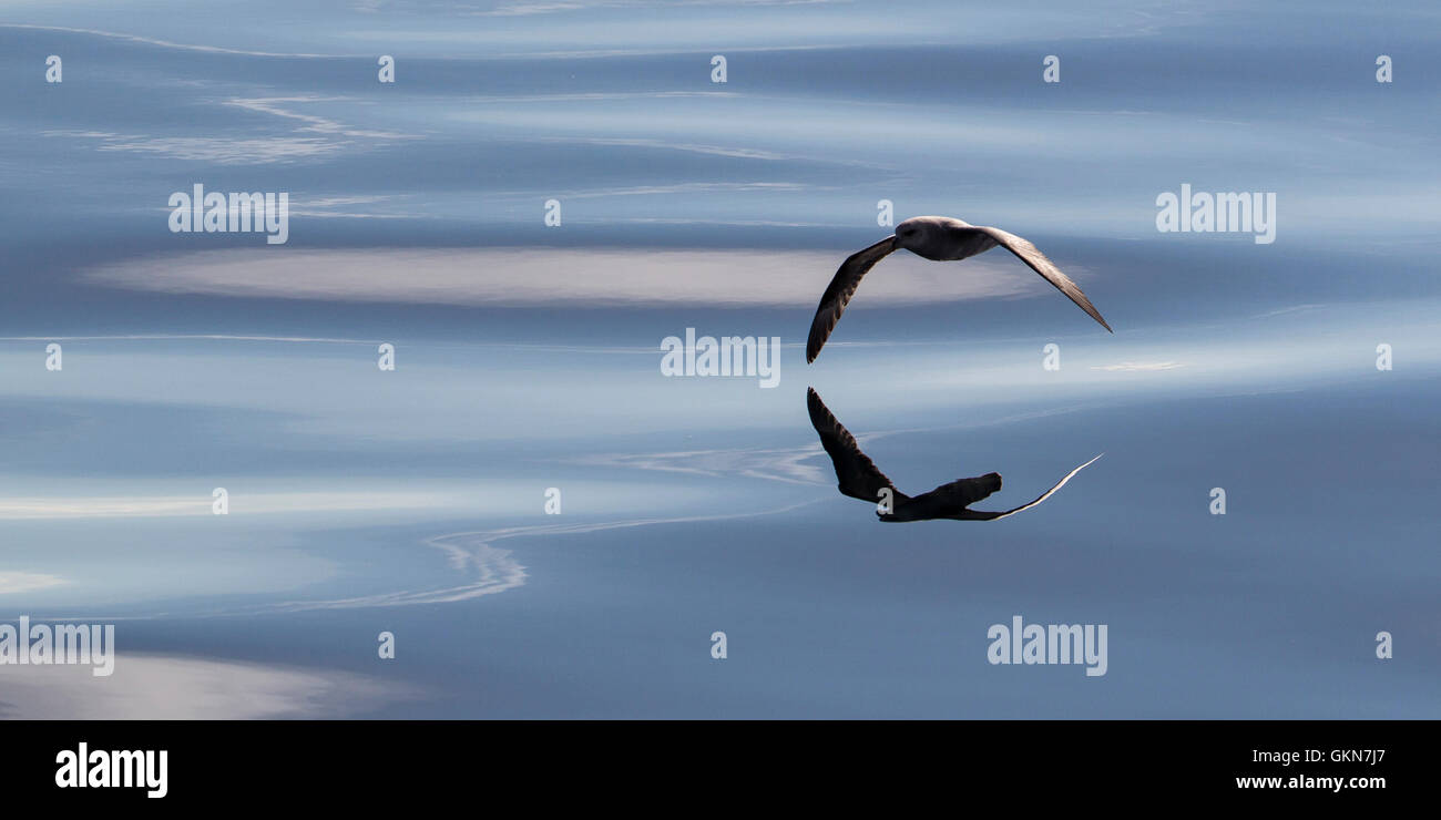Skimming ocean hi-res stock photography and images - Alamy