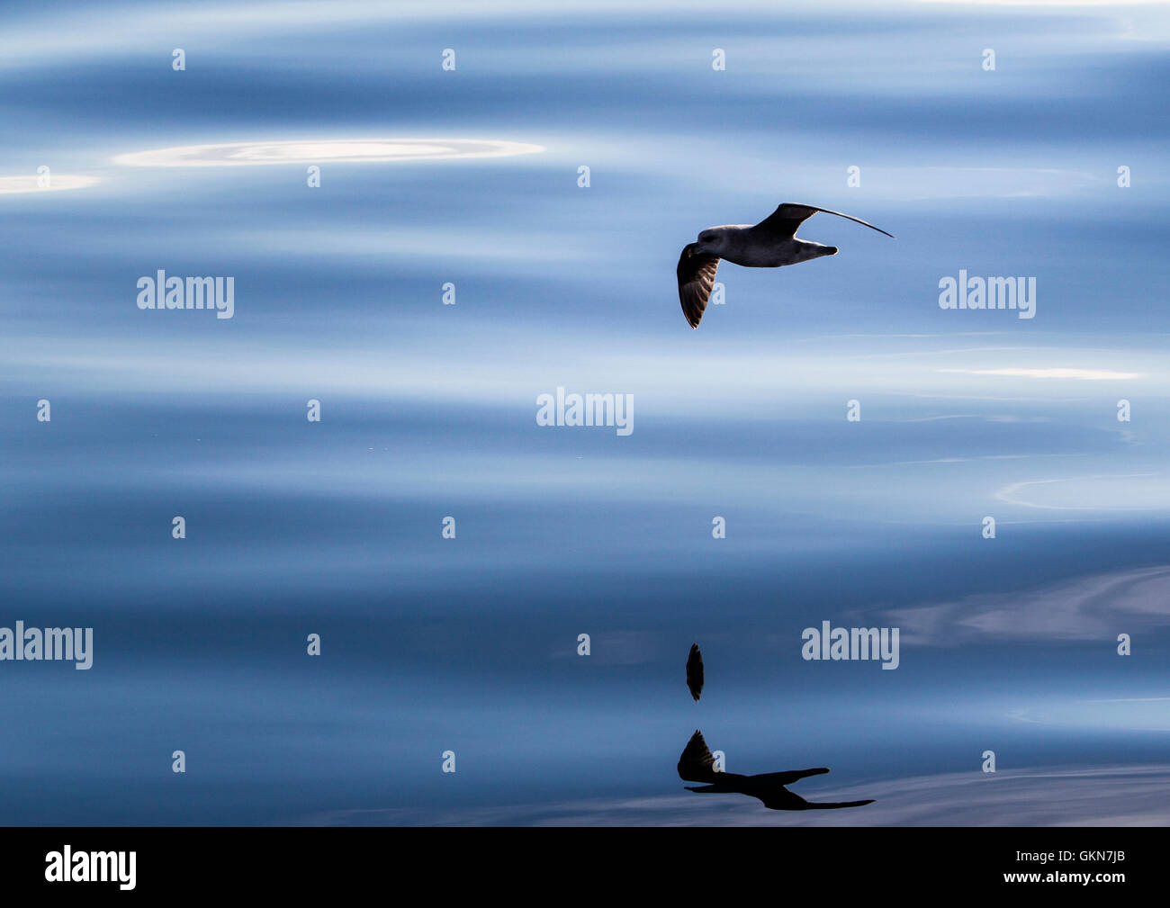 Fulmar skimming the surface of the arctic sea Stock Photo - Alamy