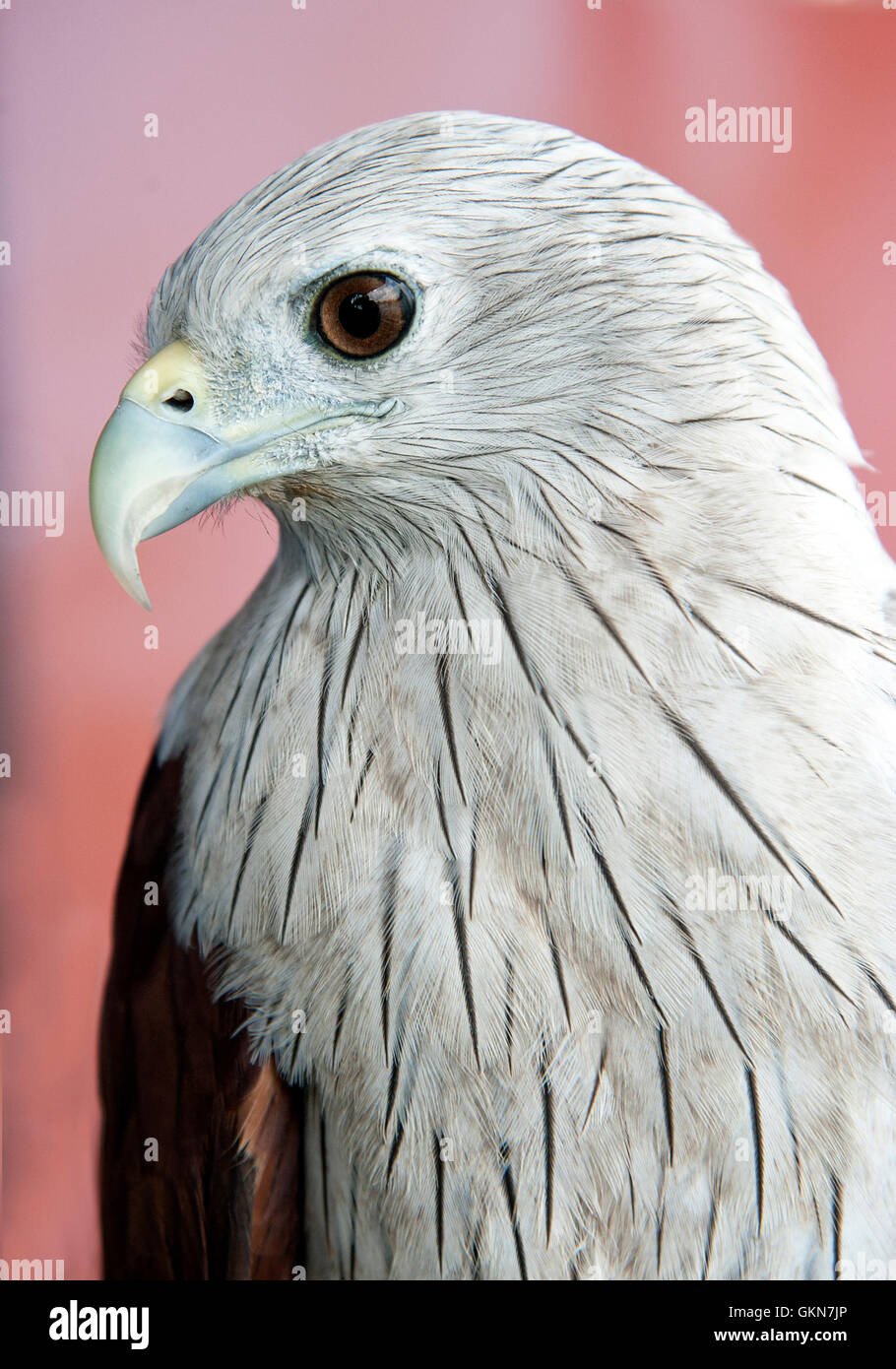 The image of Portrait of Brahminy Kite ( Haliastur indus) Kerala, India ...