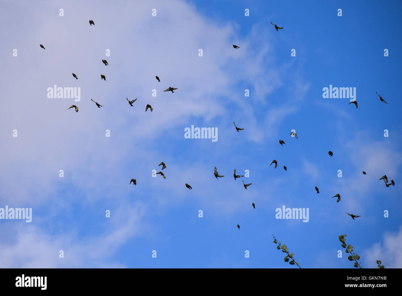 European great britain uk united kingdom bird birds finch vertical hi ...