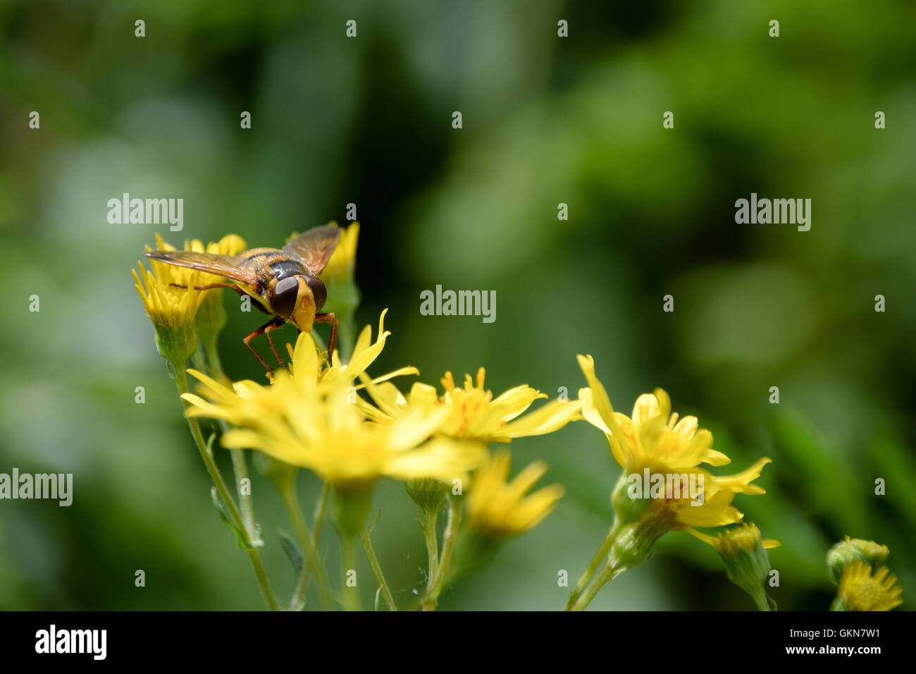 Hornet hoverflies hi-res stock photography and images - Alamy