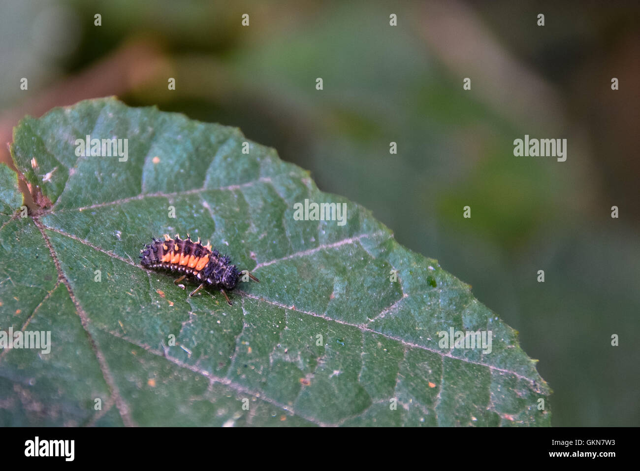 Ladybug pupa hi-res stock photography and images - Alamy