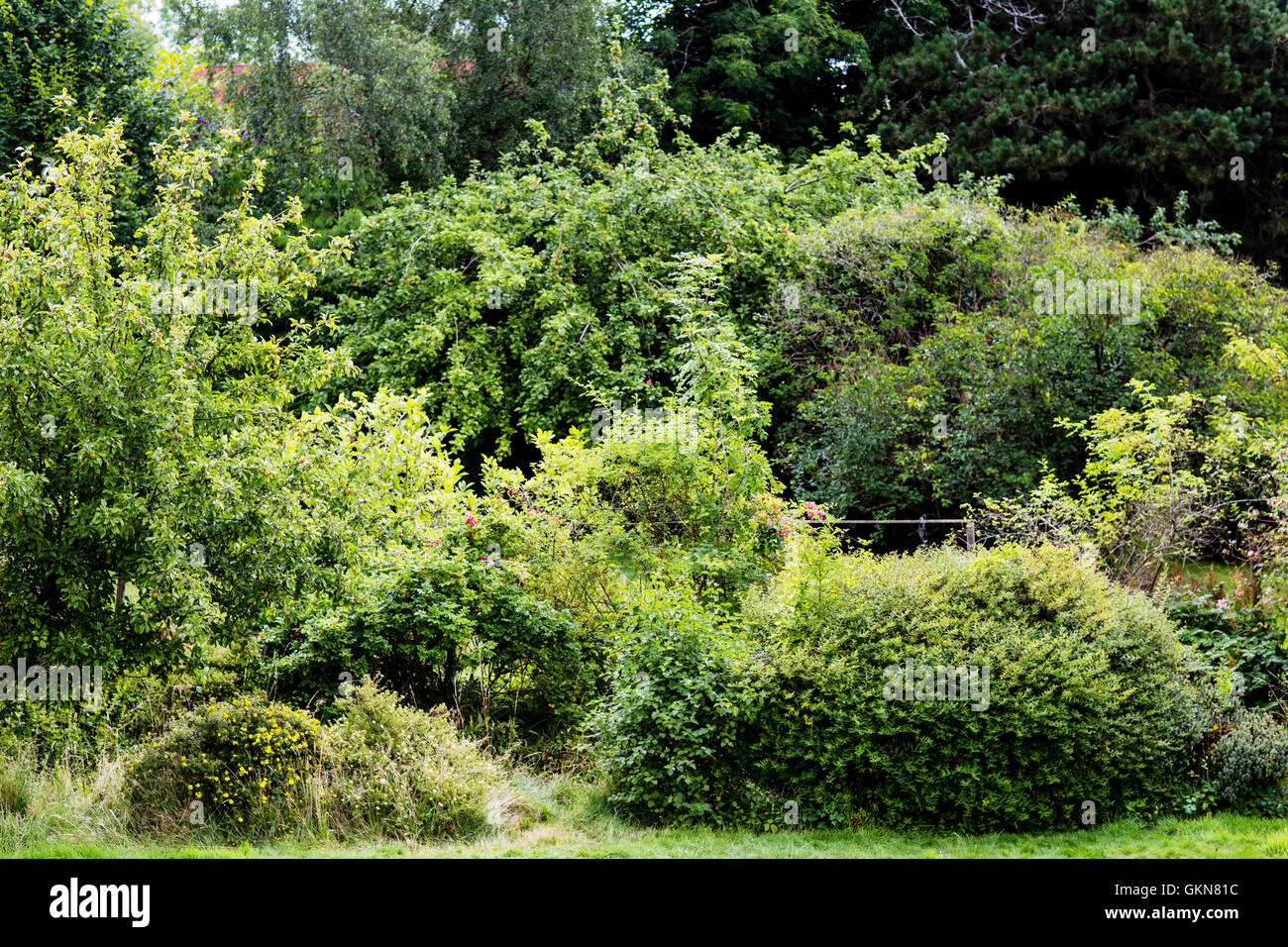 Dense Wild Undergrowth and Bushes Outside in Various Shades of Green in ...