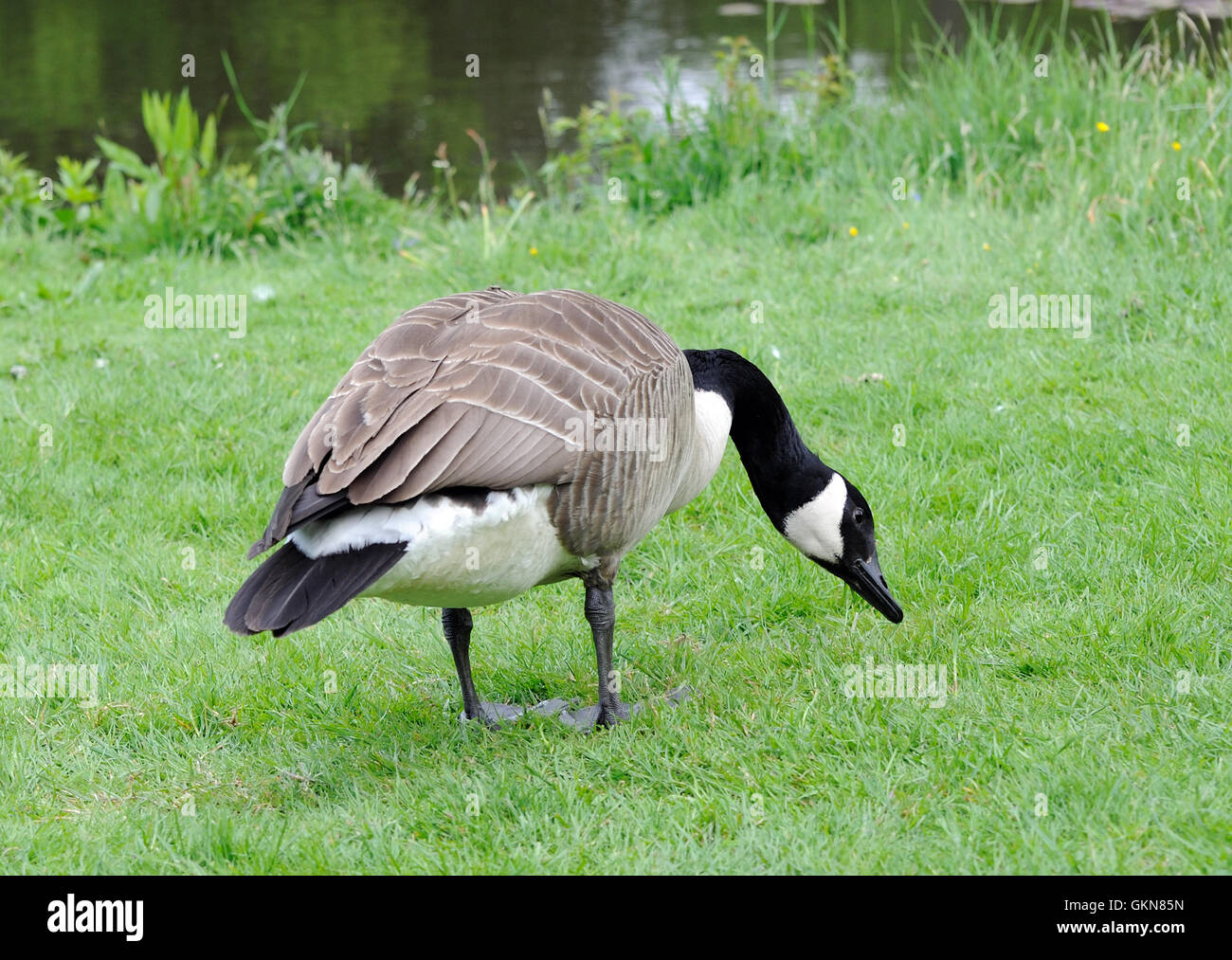 A Canada Goose (Branta canadensis) grazing on short grass. Lamberhurst ...