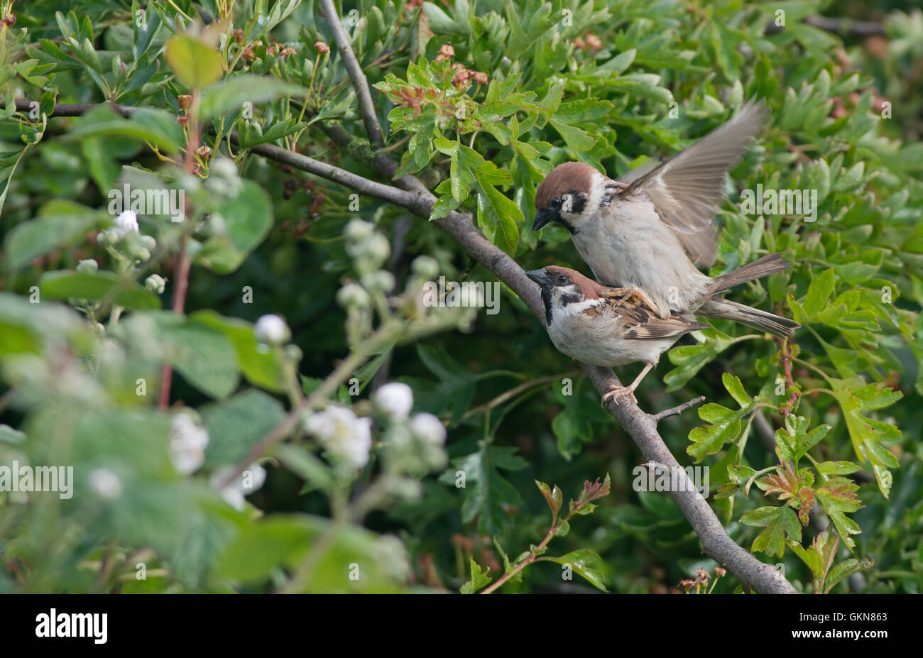 Eurasian tree sparrows-Passer montanus copulate. Uk Stock Photo - Alamy