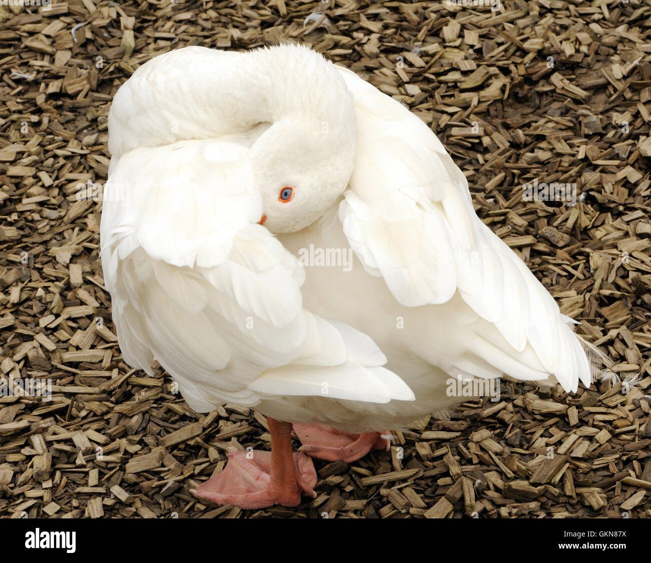 A white domestic goose preens its feathers. Lewes, East Sussex, UK ...
