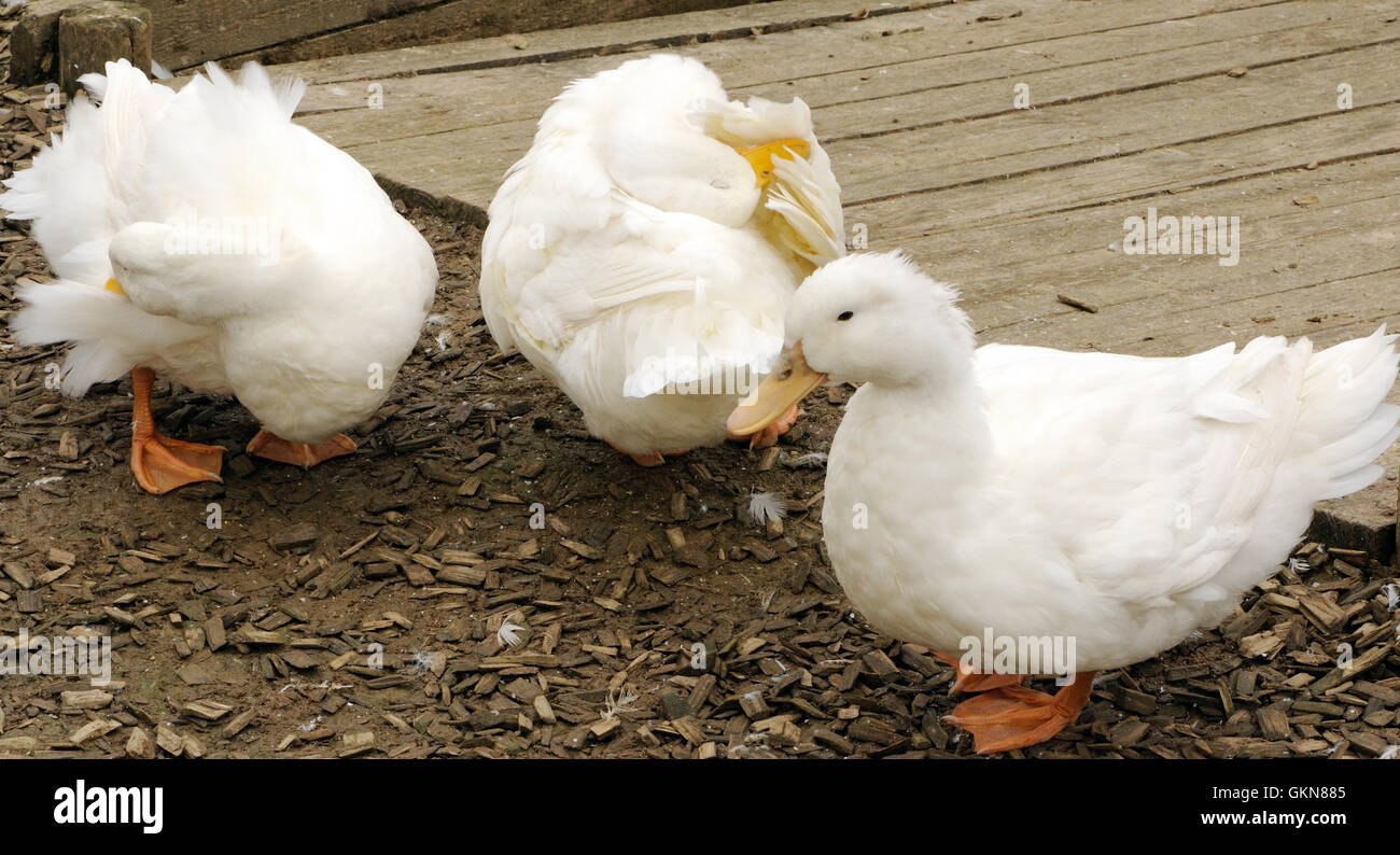 Farmyard duck hi-res stock photography and images - Alamy