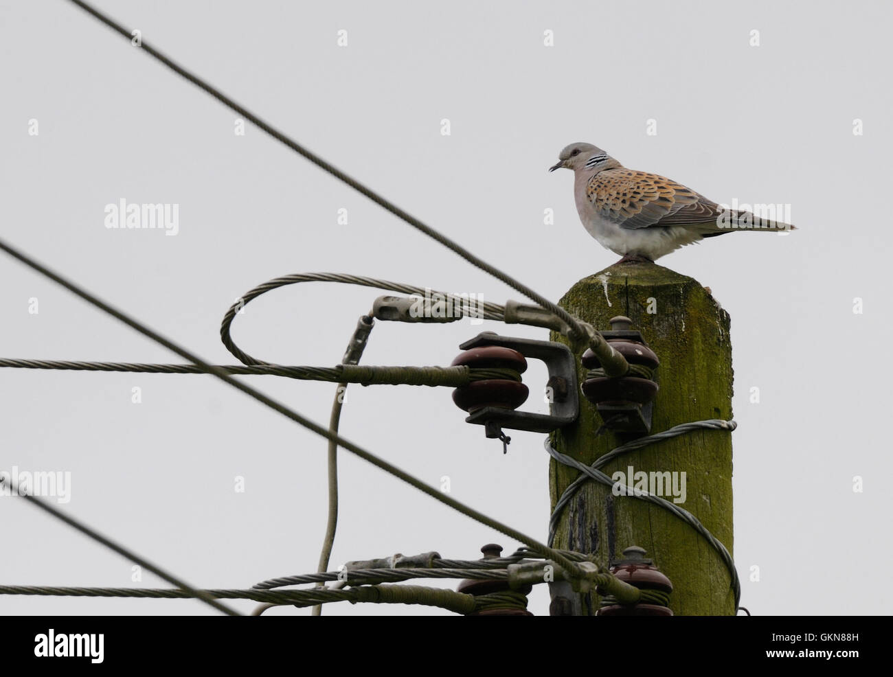 A European turtle dove (Streptopelia turtur) calling from the top of an ...