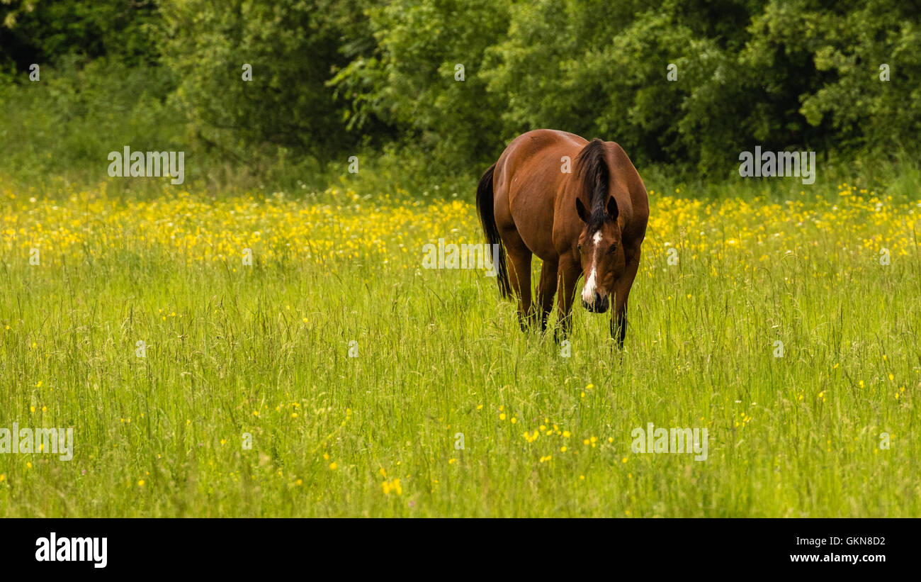 Yellow horse hi-res stock photography and images - Alamy