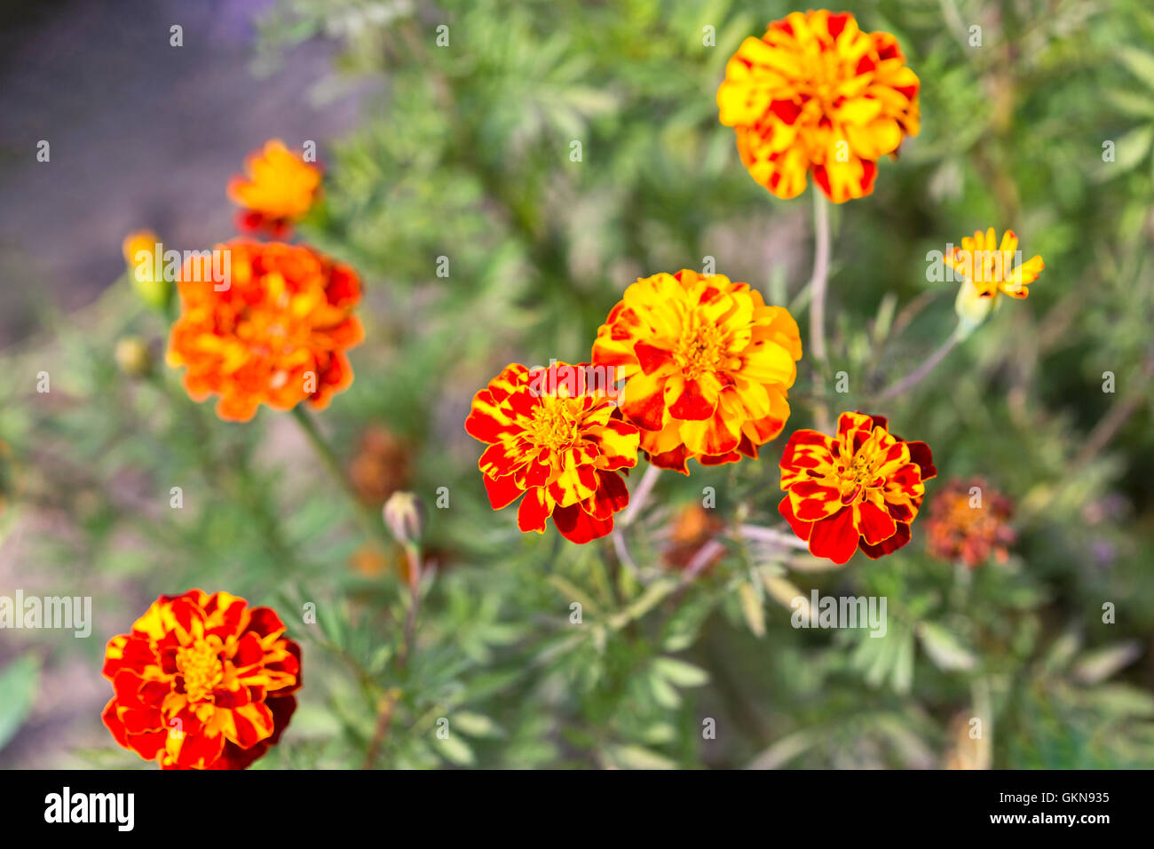 blooming marigold flowers field closeup, focus on foreground Stock ...