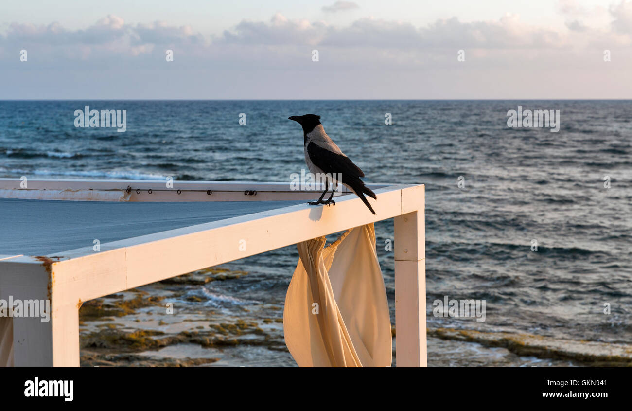 Sunset pavilion at a Paphos beach in Cyprus. Crow on the pavilion roof ...