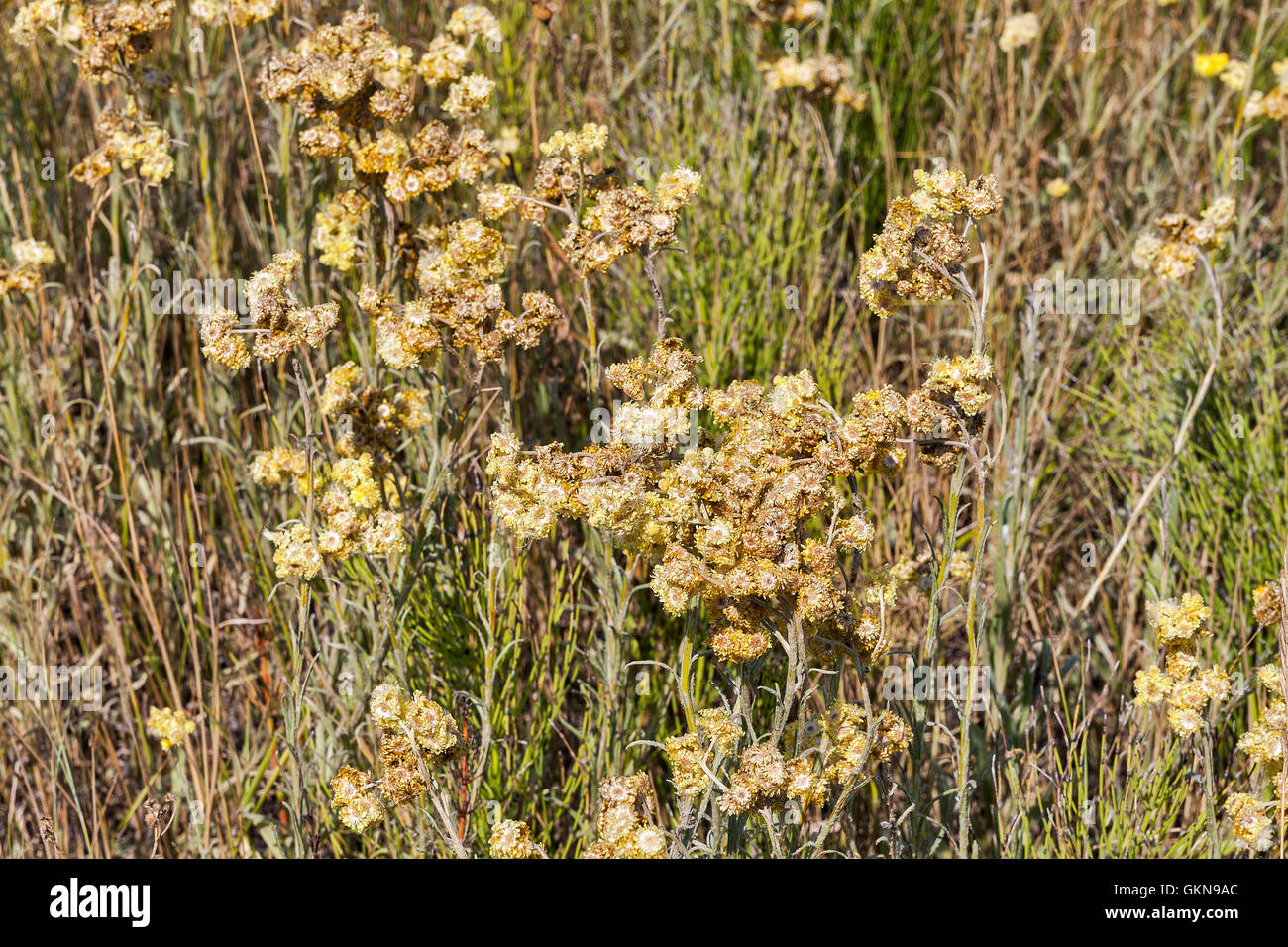 Everlasting flowers hi-res stock photography and images - Alamy