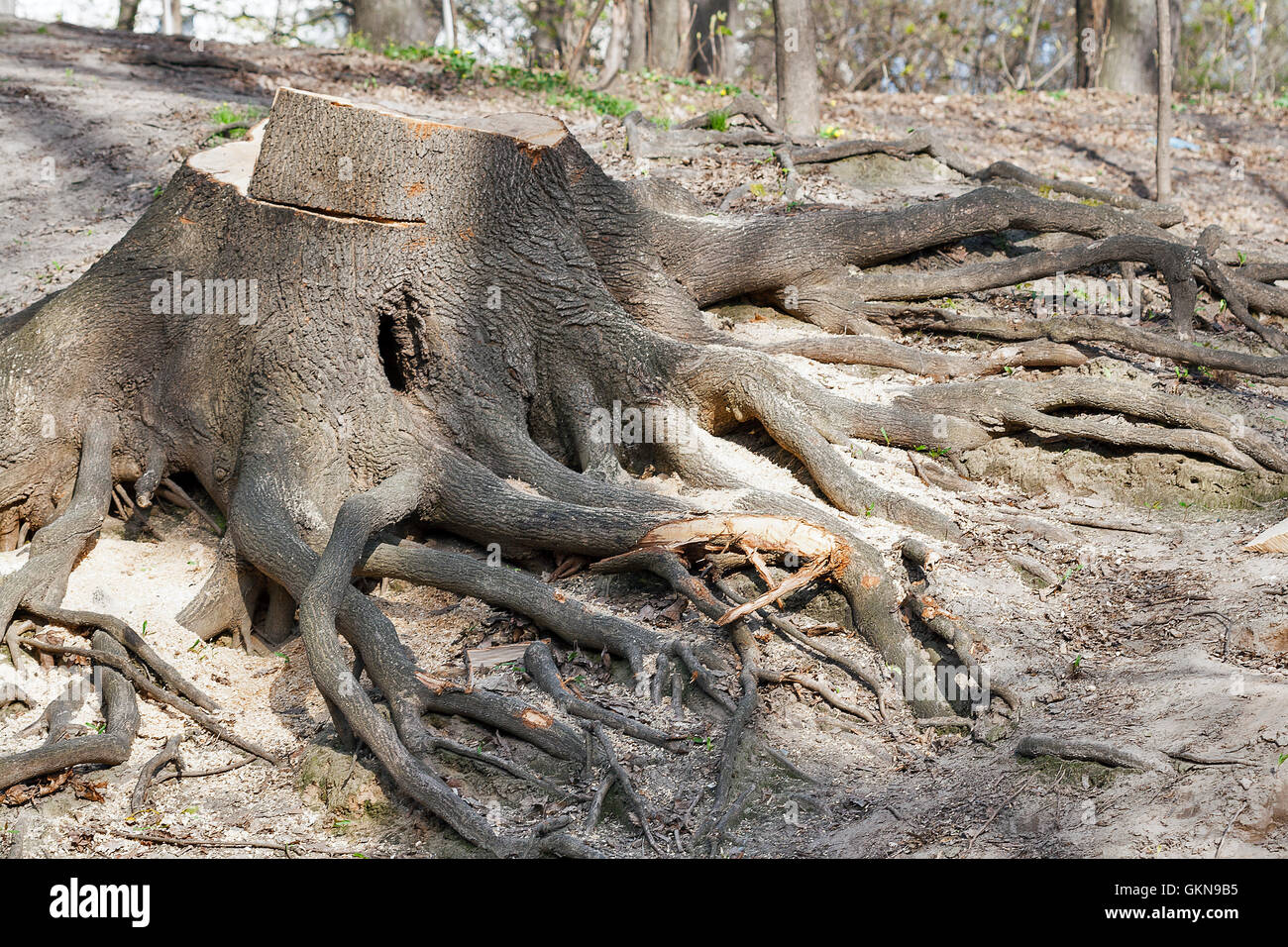 old tree stump in the spring park Stock Photo - Alamy