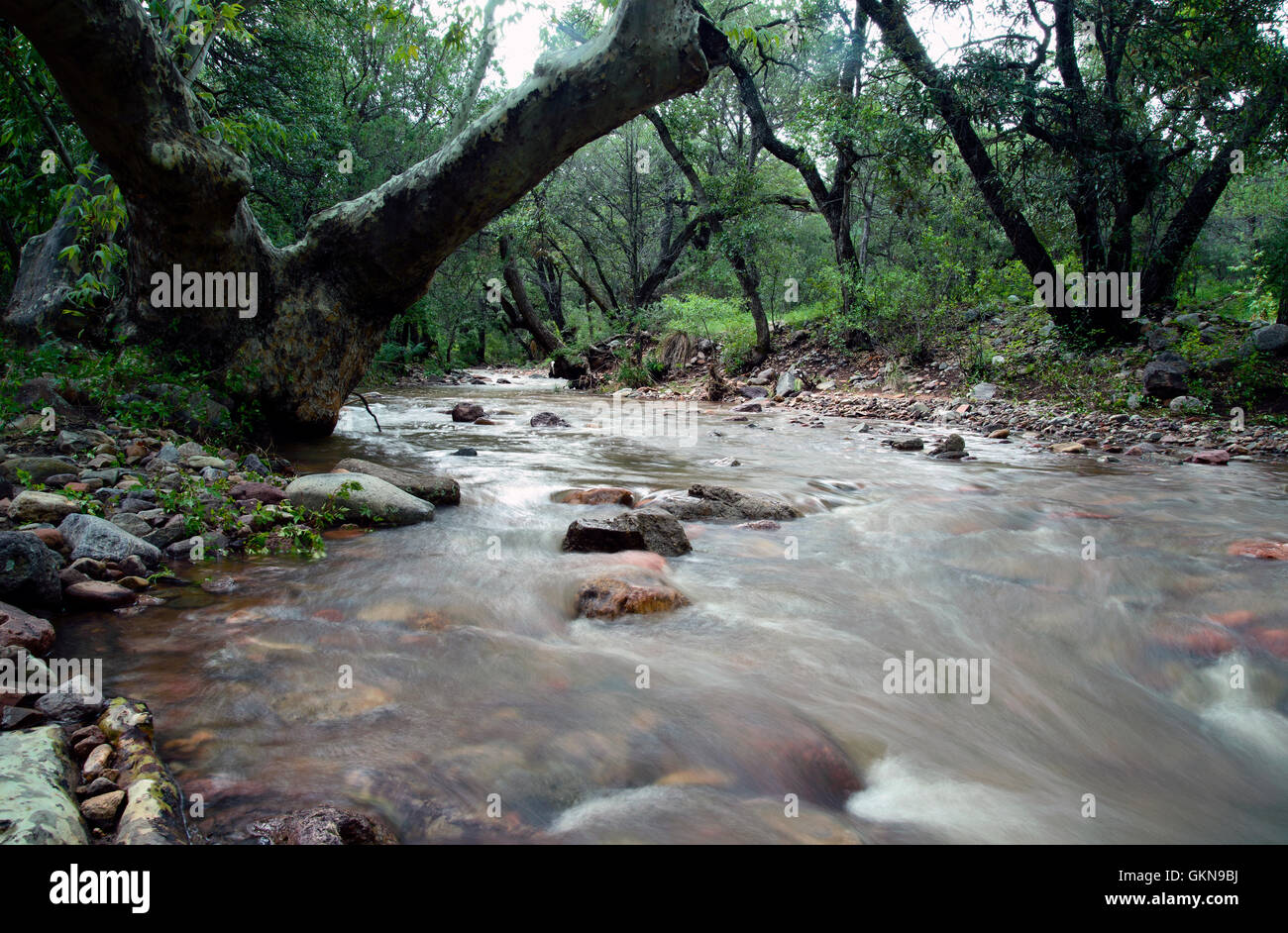 Seasonal monsoon flow fills Cave Creek in the Santa Rita Mountains ...