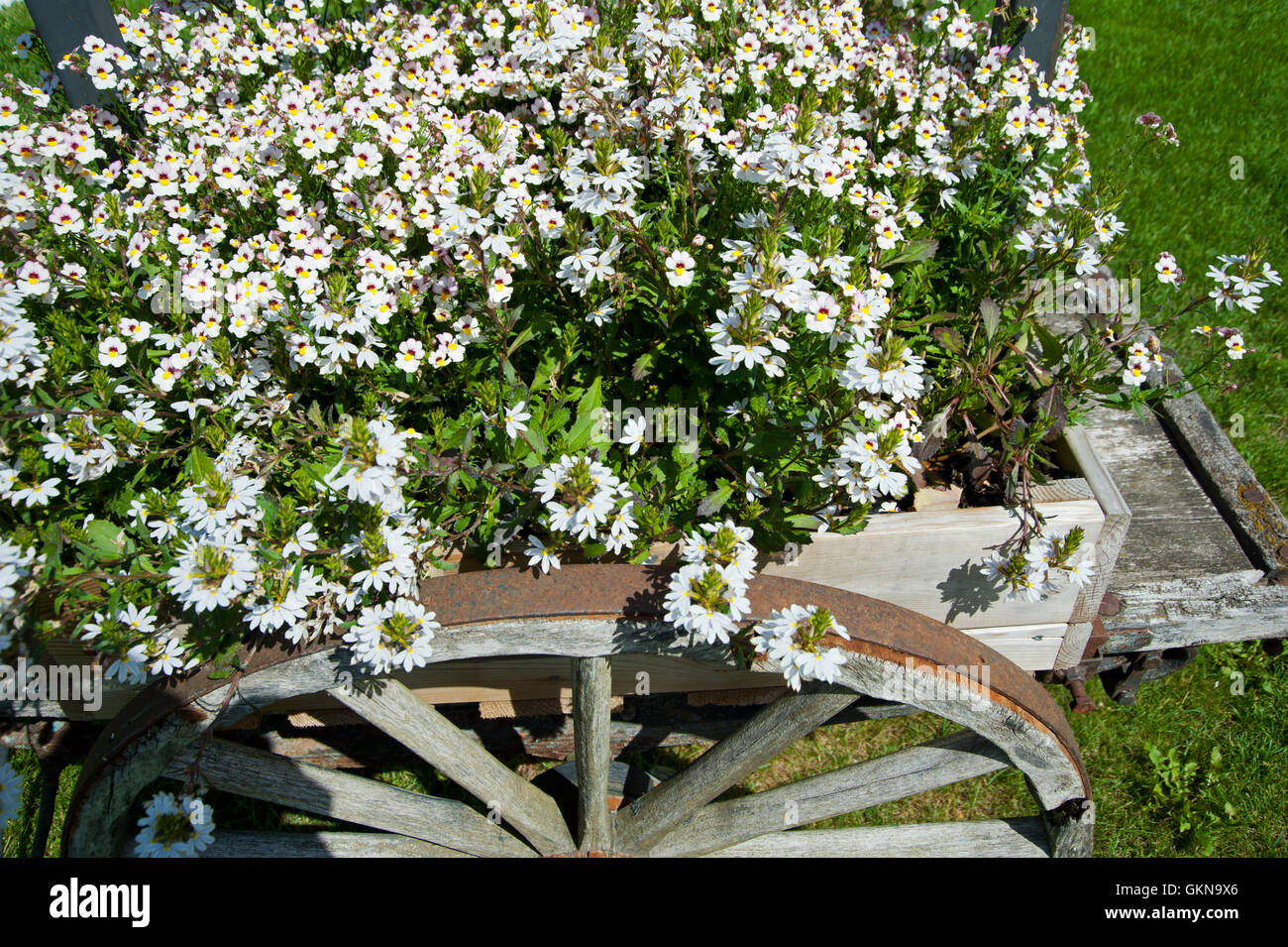 white daisy flowers arrangement Stock Photo - Alamy