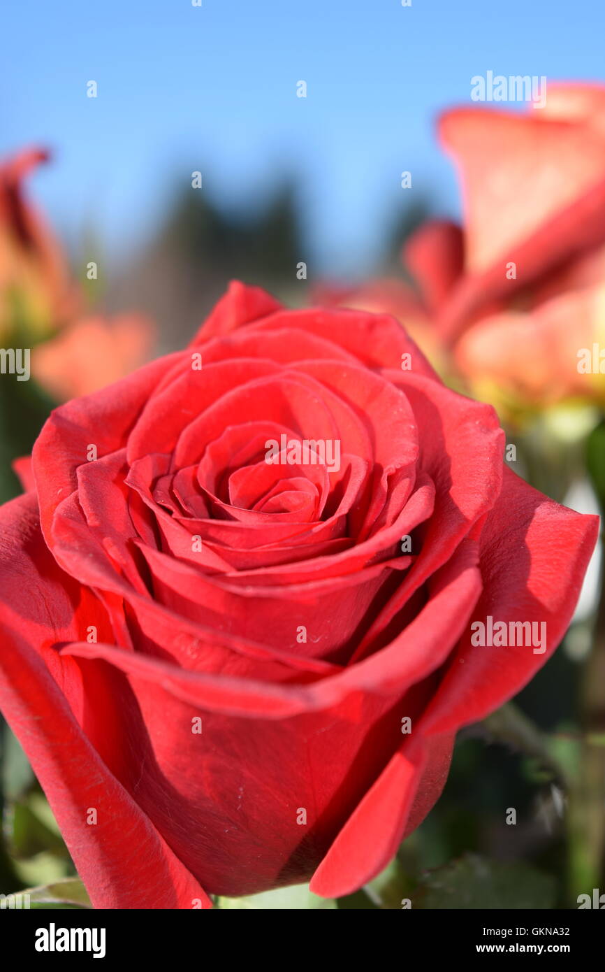 Red Rose close-up Stock Photo - Alamy