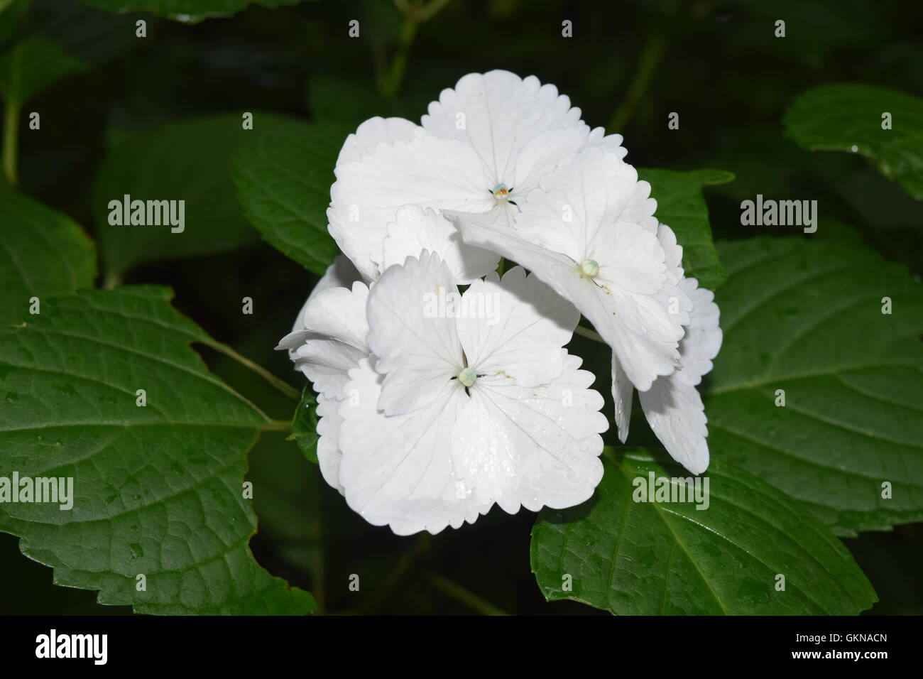 Japan garden white hi-res stock photography and images - Alamy