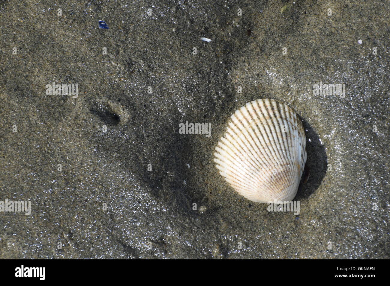 Shell half buried in sand Stock Photo - Alamy
