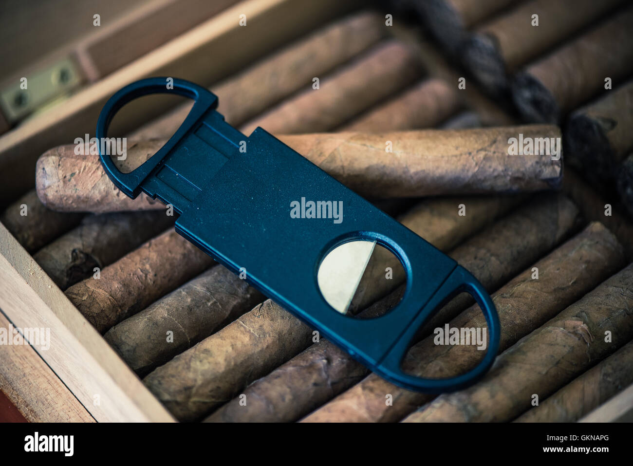 ciggar cutter and cigars in humidor wooden box Stock Photo - Alamy