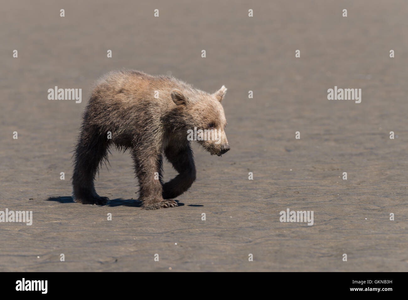 Brown bear cub walking on beach Stock Photo - Alamy