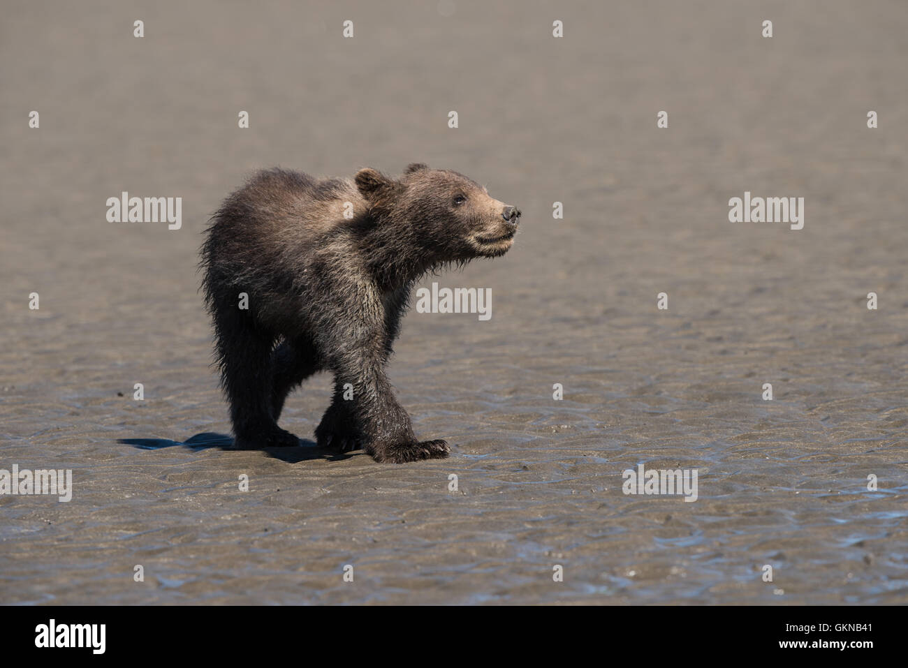 Brown bear cub walking on beach Stock Photo - Alamy