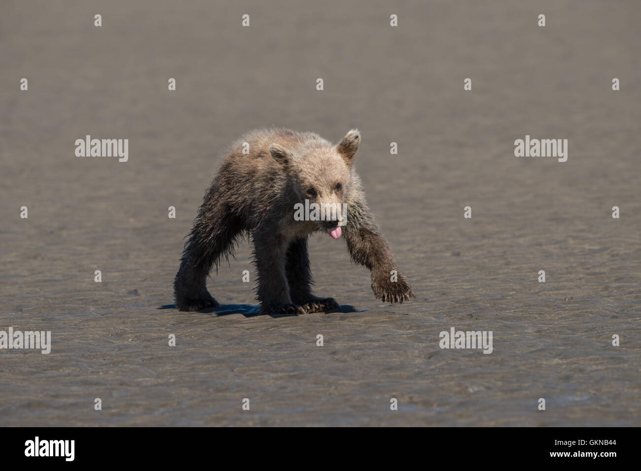 Bear cub walking on beach hi-res stock photography and images - Alamy
