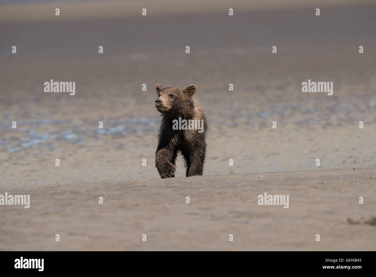 Brown bear cub walking on beach Stock Photo - Alamy