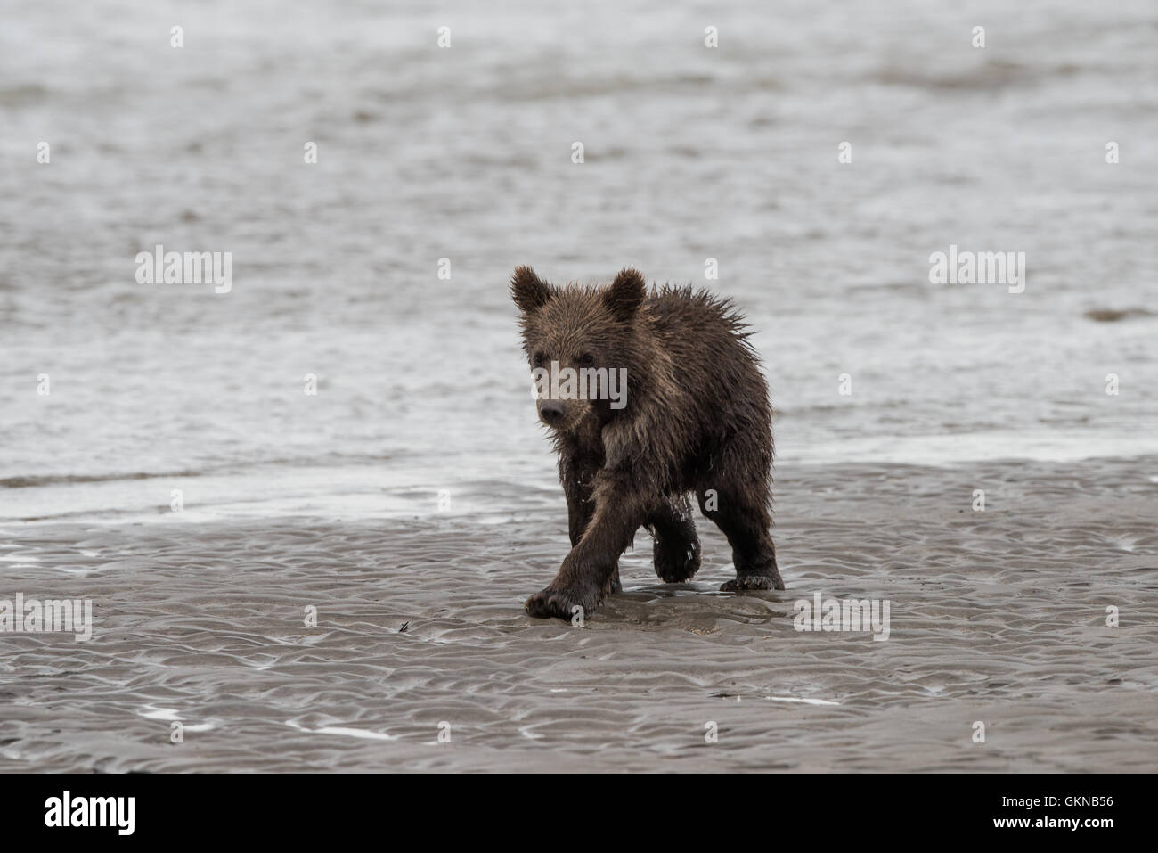 Brown bear cub walking on beach Stock Photo - Alamy