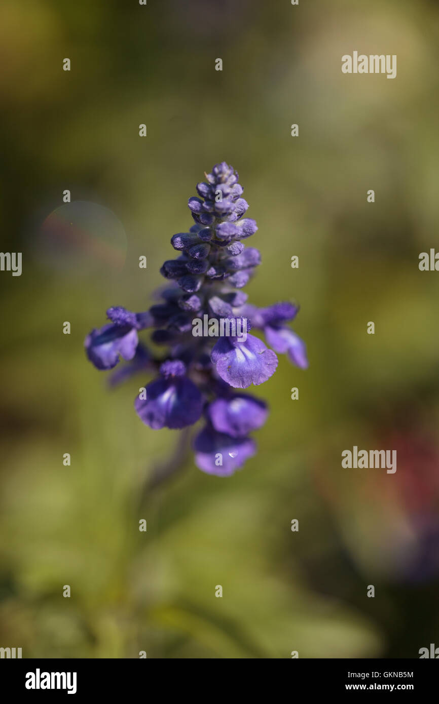Purple Bugleweed flower Ajuga reptans in a summer garden Stock Photo ...