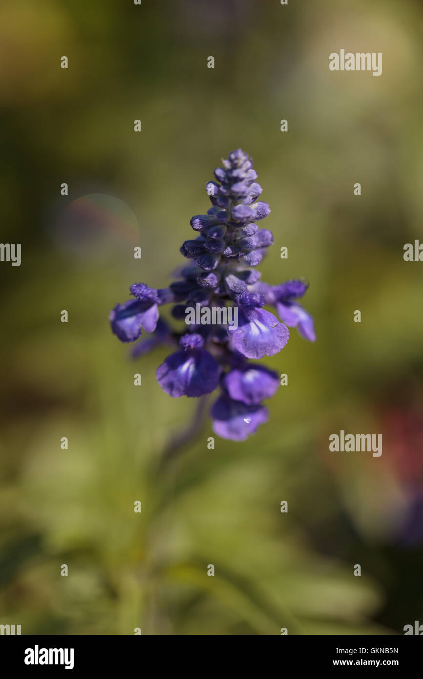 Purple Bugleweed High Resolution Stock Photography and Images - Alamy