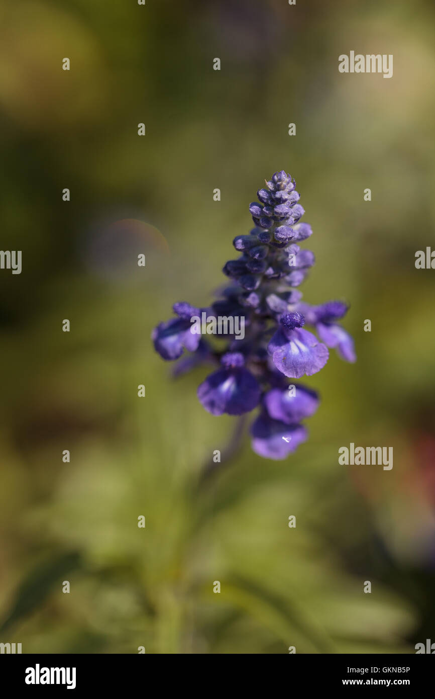 Bugleweed hi-res stock photography and images - Alamy