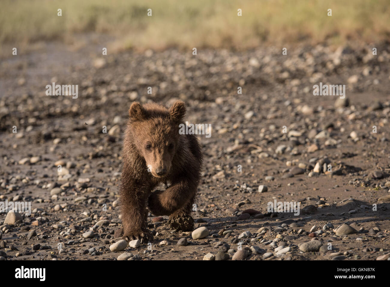 Running grizzly bear hi-res stock photography and images - Alamy