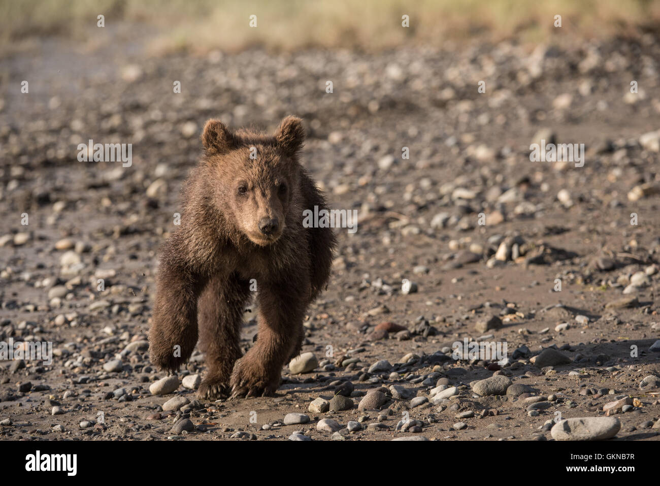 Baby Gobi Bear