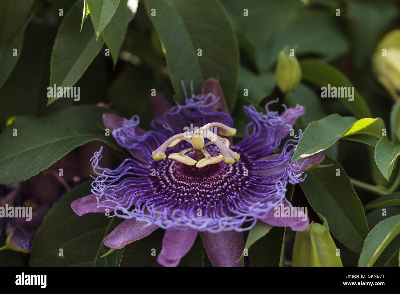 Purple passion flower Passiflora caerulea on a vine in a garden in ...