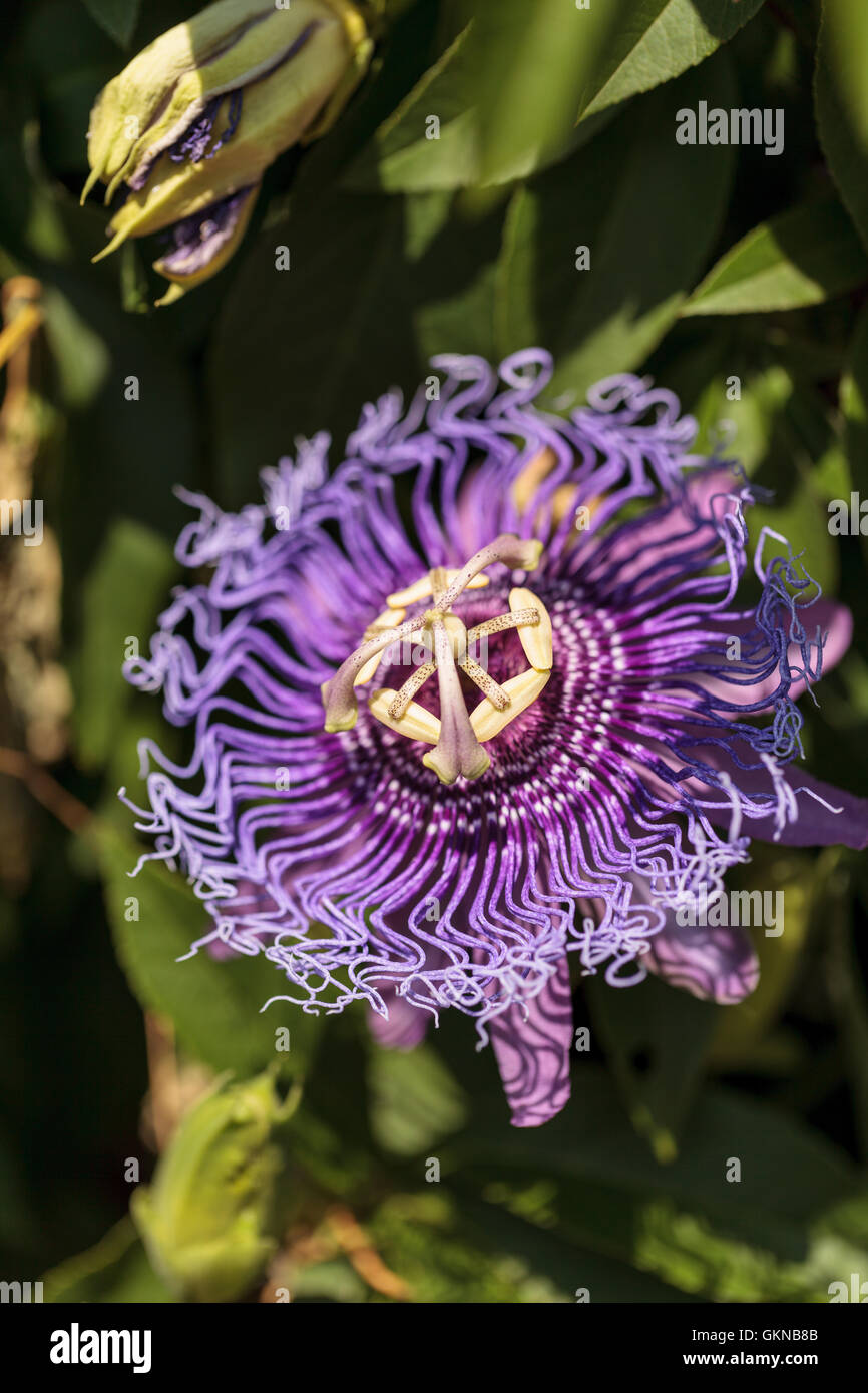 Purple passion flower Passiflora caerulea on a vine in a garden in ...