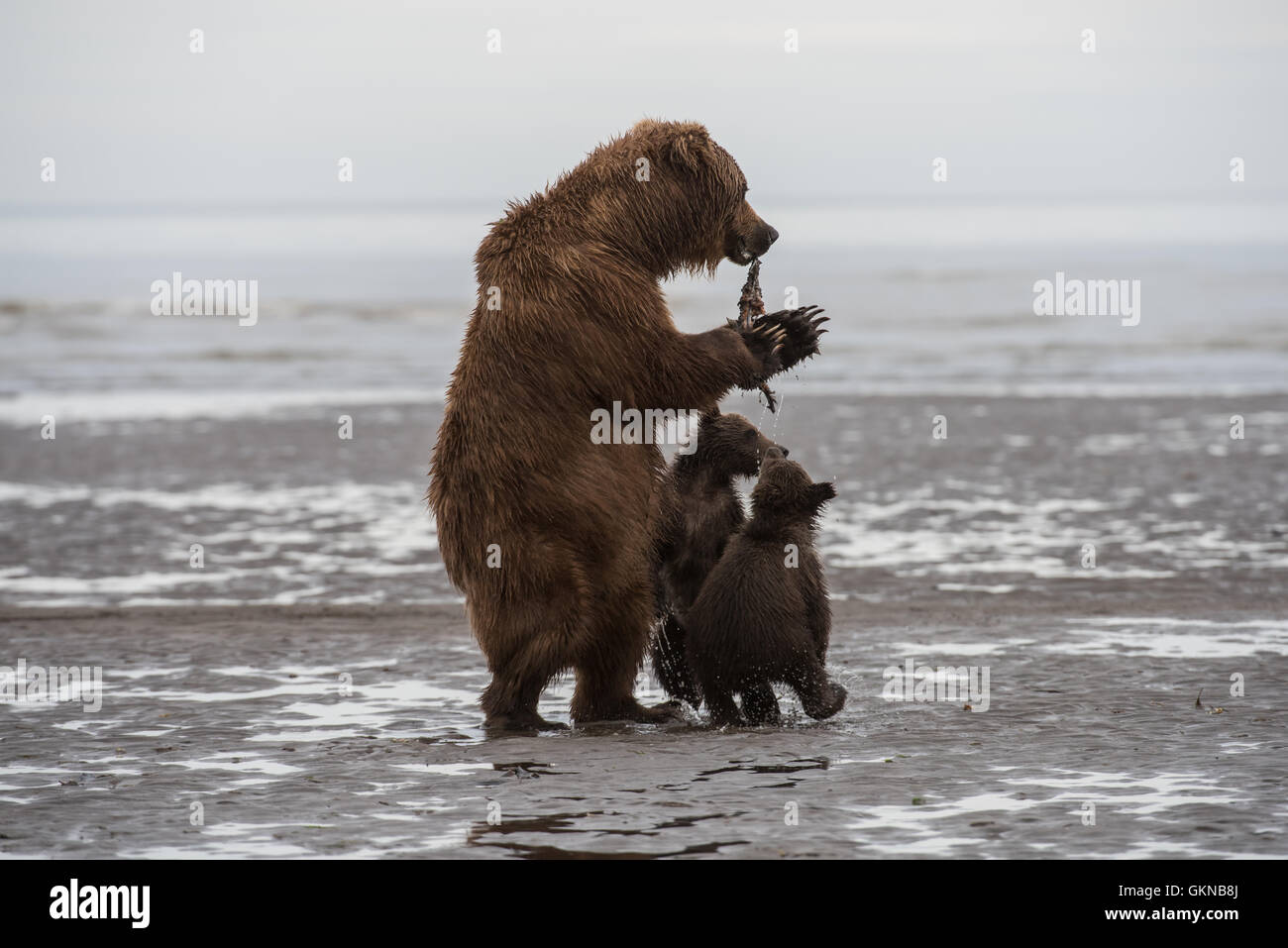 Bear family hi-res stock photography and images - Alamy