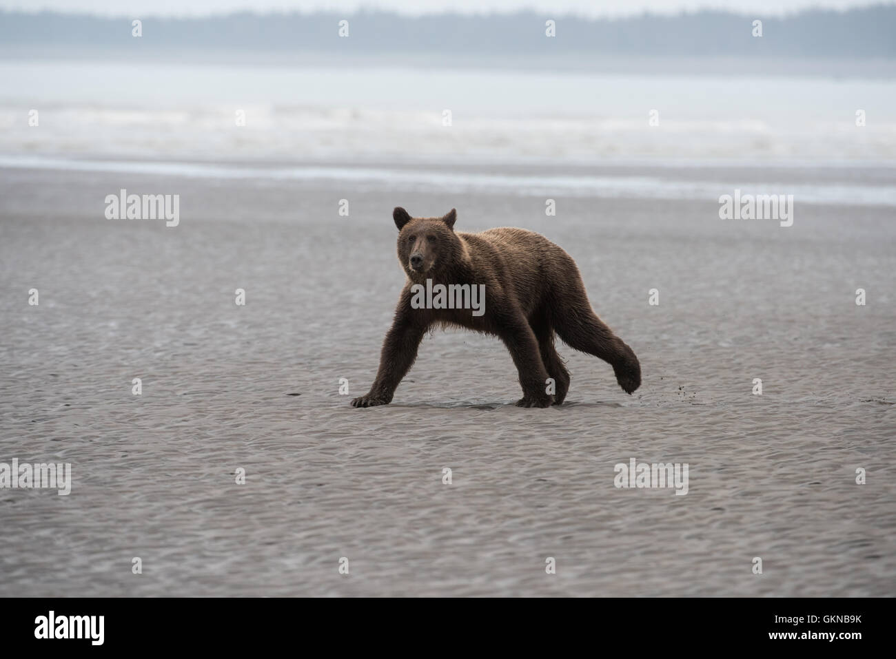Bear running hi-res stock photography and images - Alamy