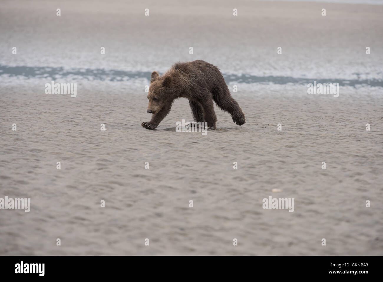 Cub walking hi-res stock photography and images - Alamy