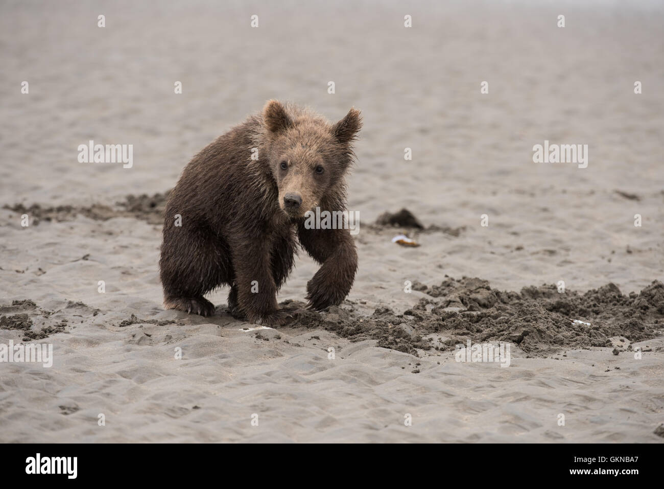 Walking bear cub hi-res stock photography and images - Alamy
