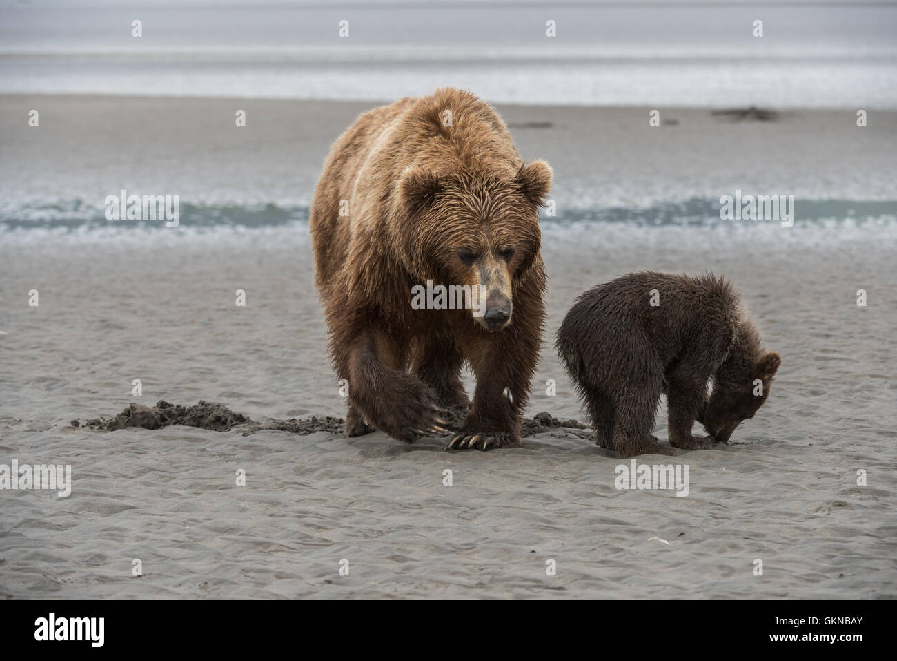 Alaskan brown bear mother and cubs on beach Stock Photo - Alamy