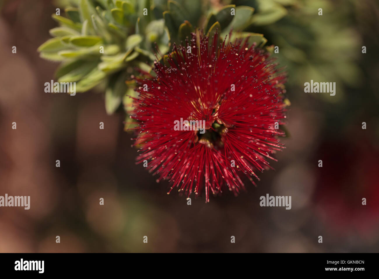 Spiky red puff flower Calliandra haematocephala on a green background ...