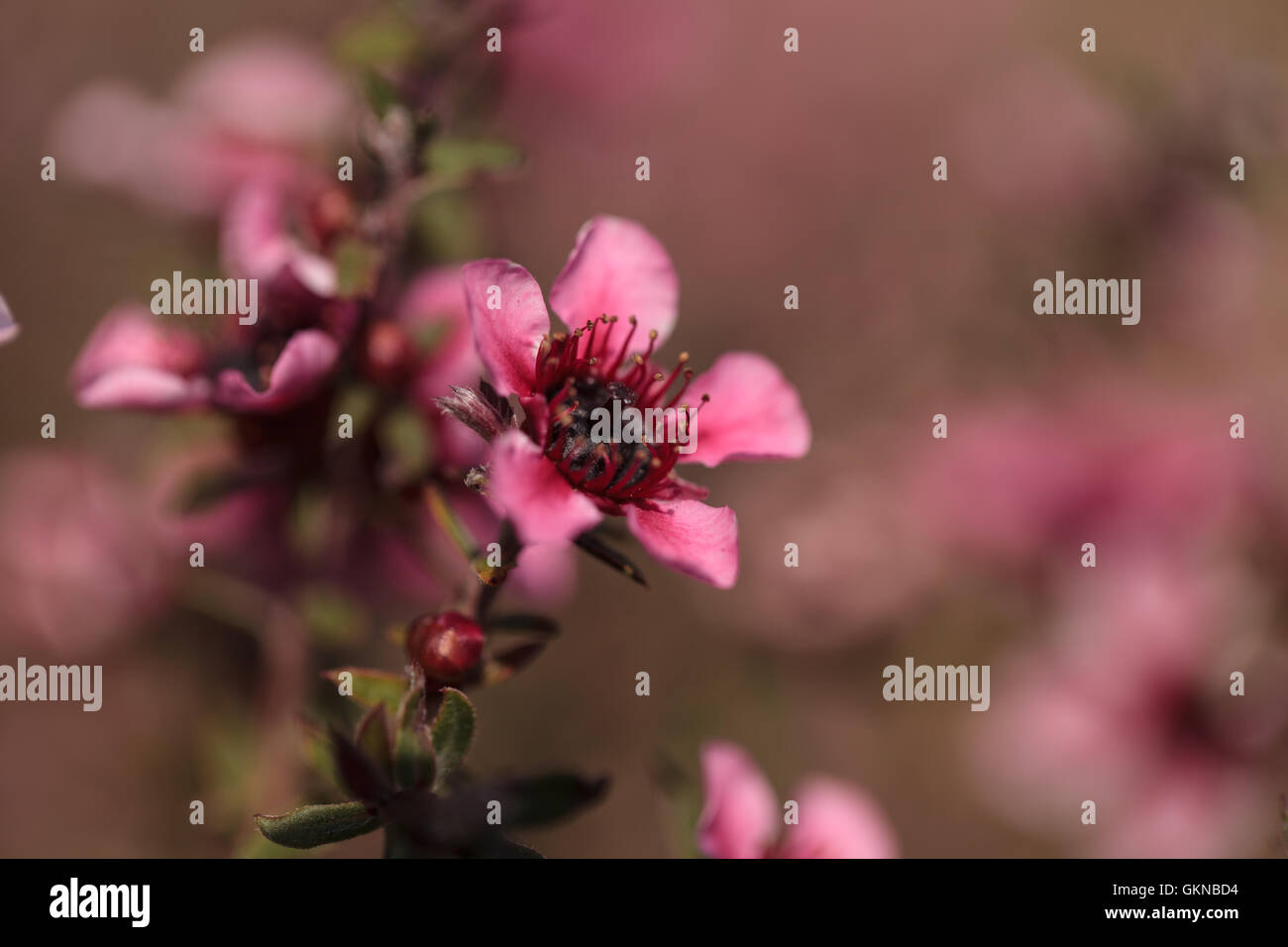Tiny pink flowers on a Leptospermum Tea Tree bush growing in a ...