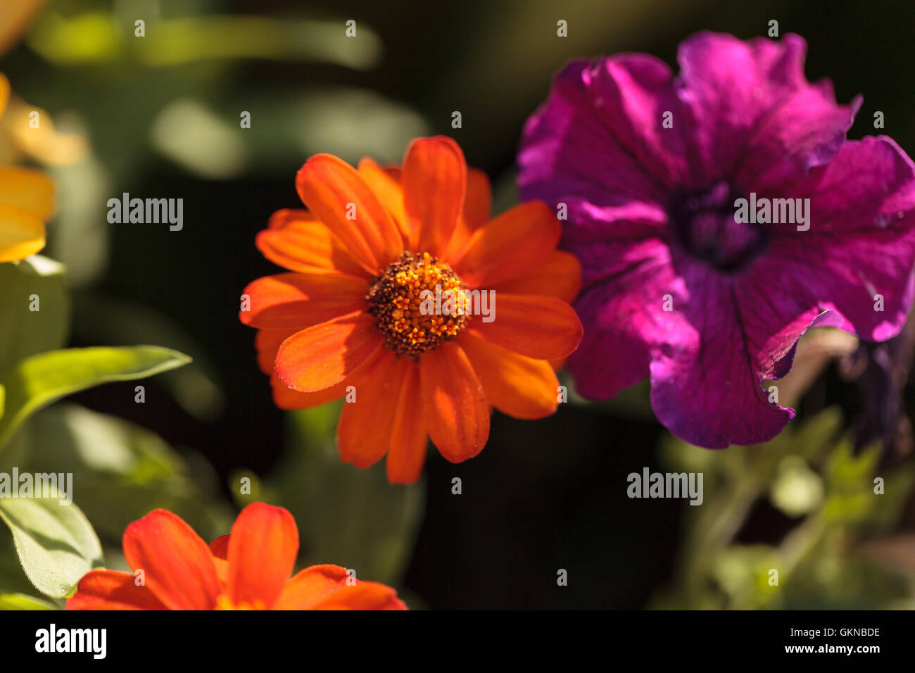 Zinnia flower, Zinnia elegans, blooms in a garden in spring Stock Photo ...