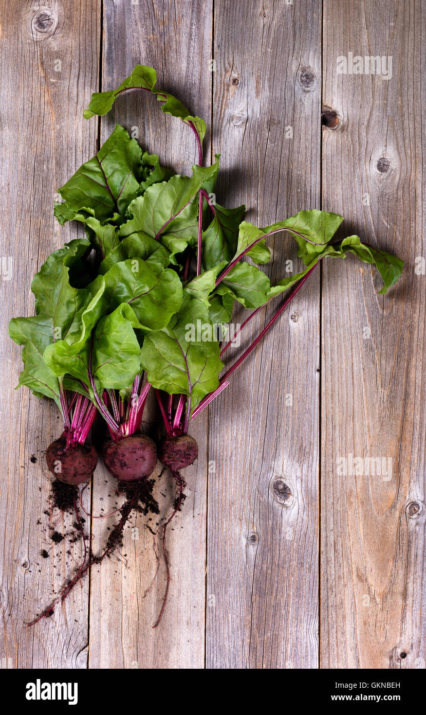 Overhead view of freshly harvested beets from garden with soil still on ...